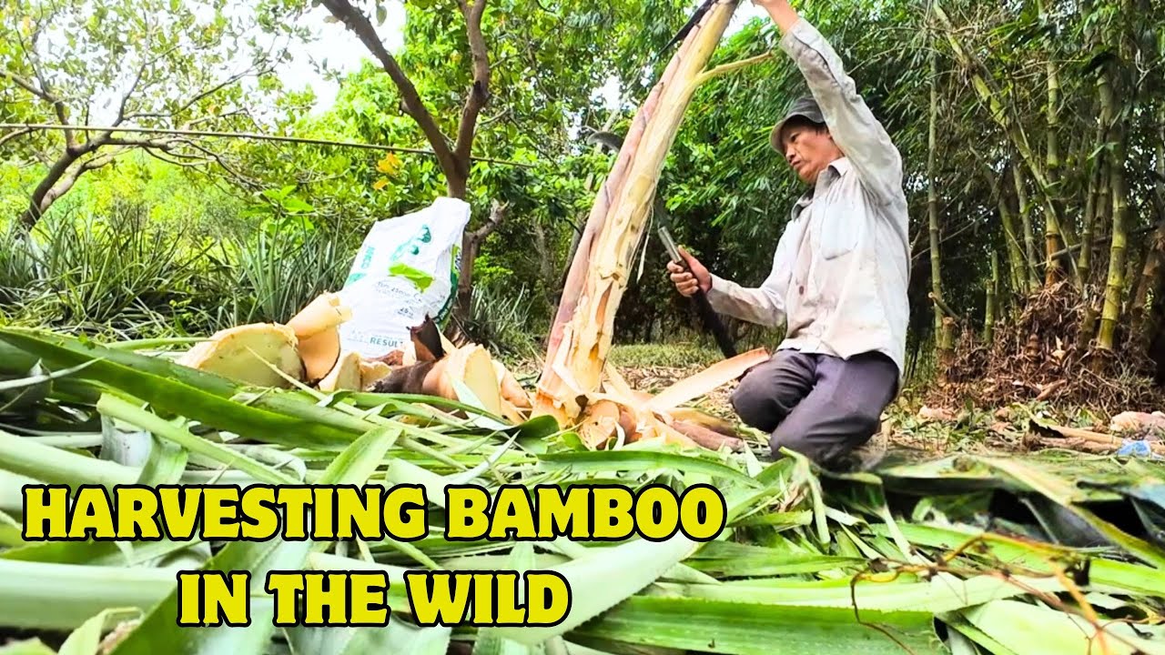 From Chainsaw to Machete: Harvesting Bamboo in the Wild - YouTube
