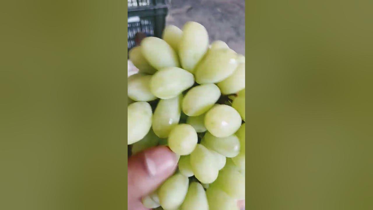 7 April 2025 - YouTube