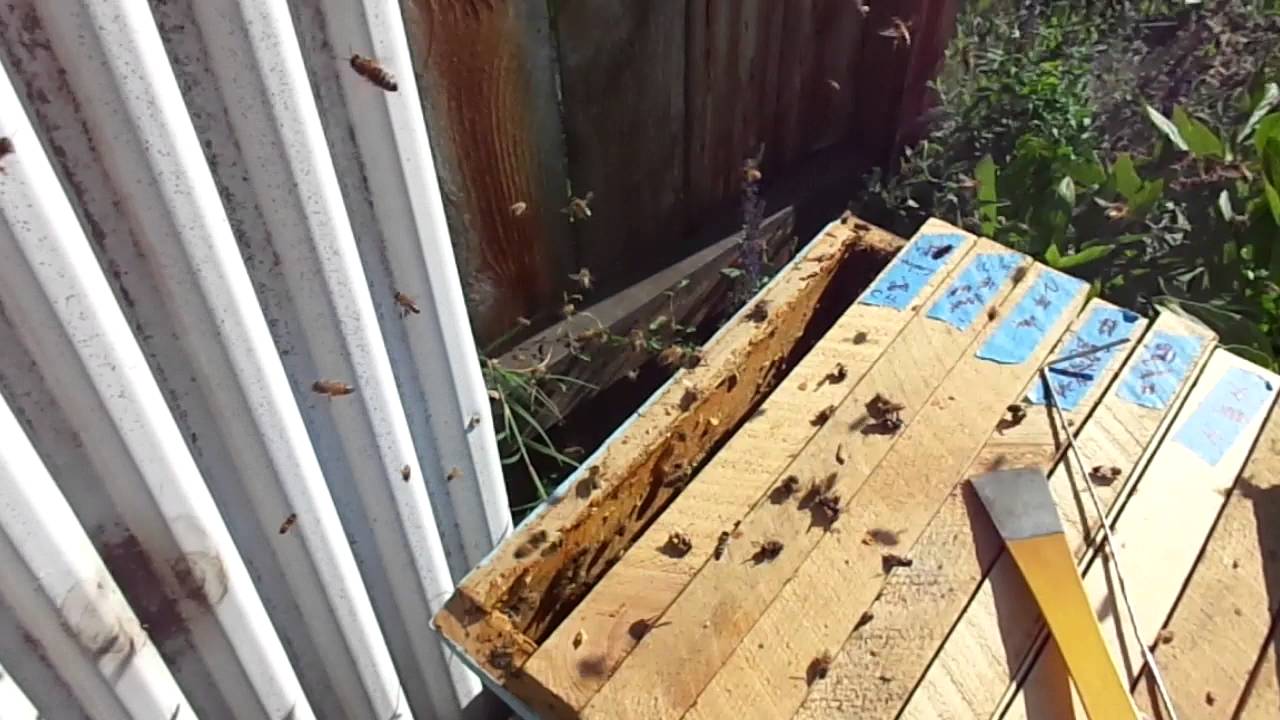 Pissed off bees - YouTube