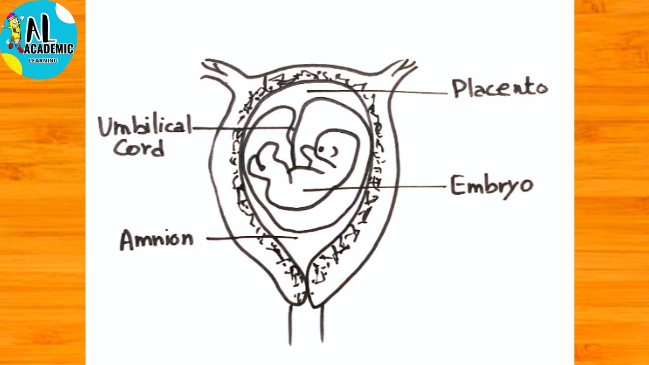 How to draw Foetus in Uterus | How to draw Baby in Womb | Baby in ...