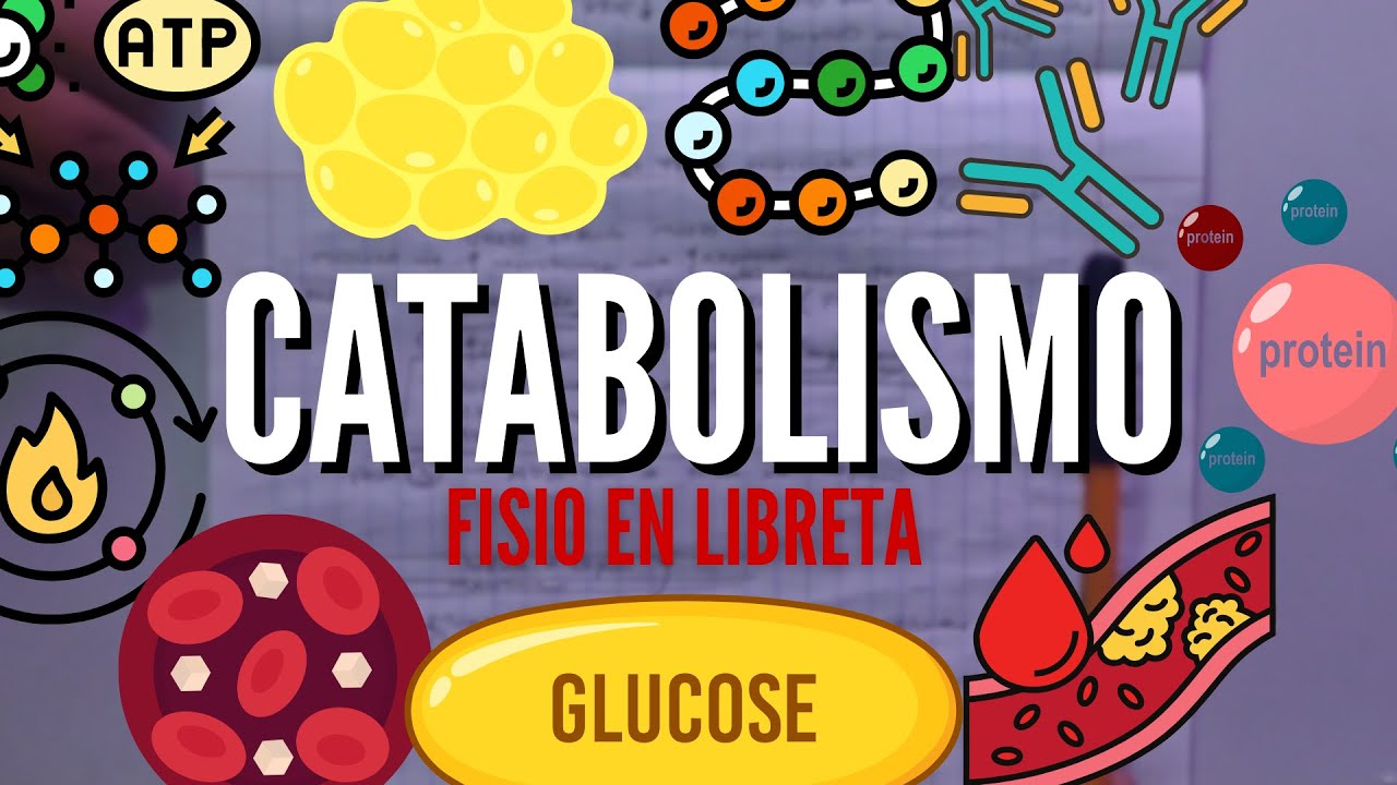 ¿Que es el CATABOLISMO? | RESUMEN COMPLETO | Anatomia en Enfermeria ...