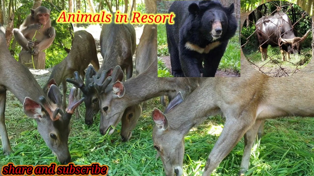 wild Animals in resort #animals#resort #wildanimals #wild #lifestyle # ...