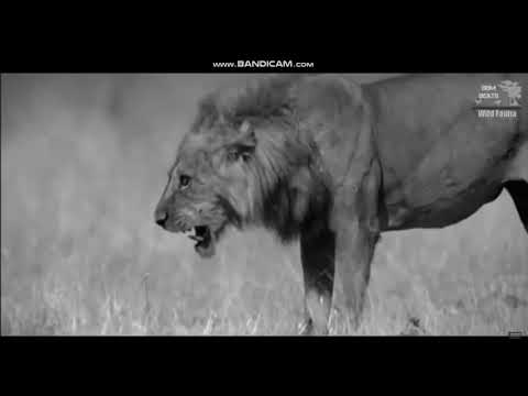 Tepsa песня лев