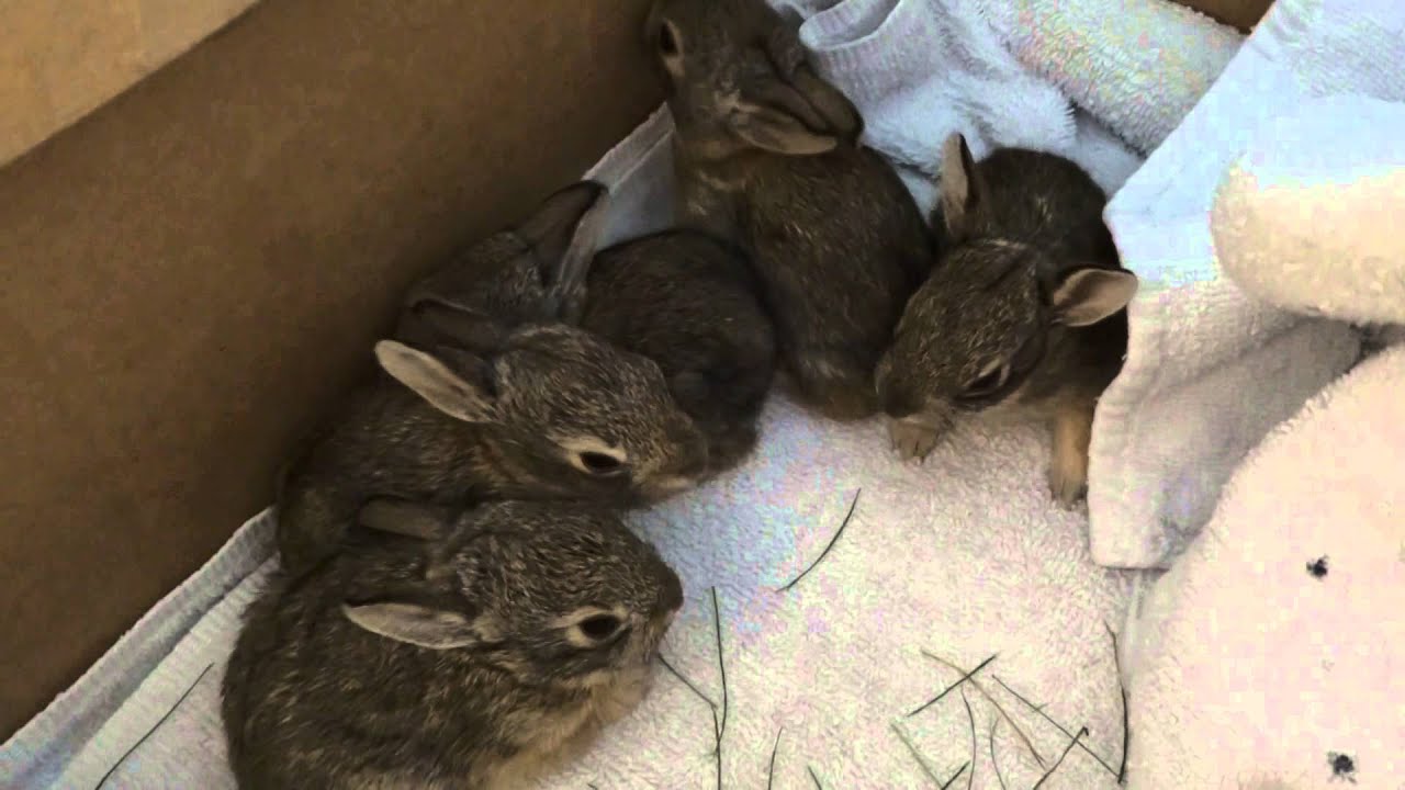 Our baby cottontails- day 2 - YouTube
