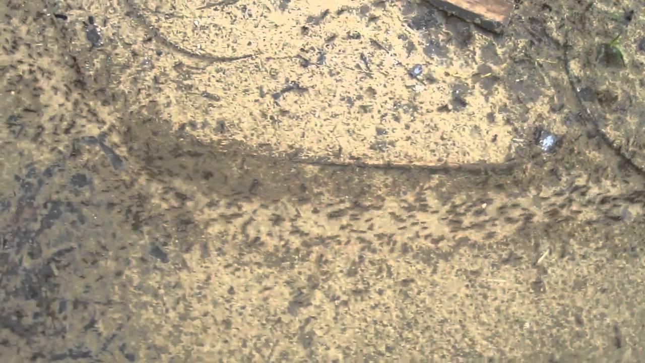 Ant Trail in the Congo - YouTube