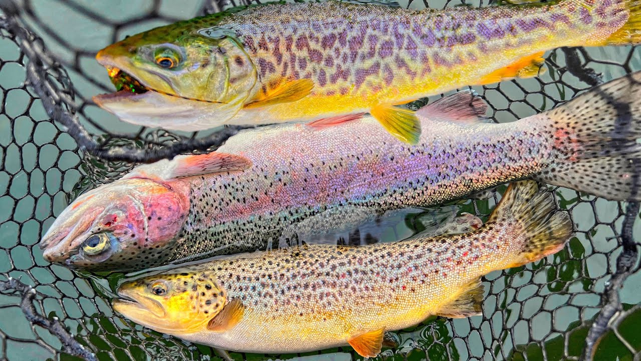 3 Trout Species on Dodger & Fly - YouTube