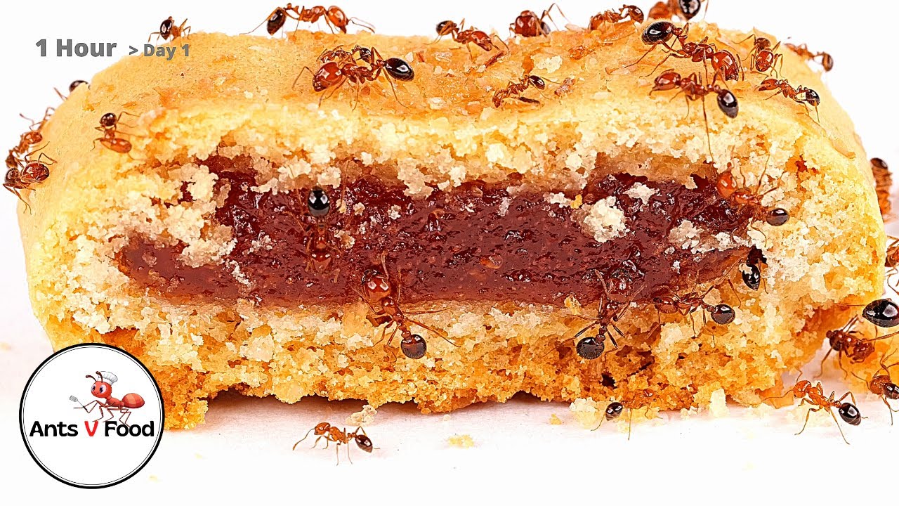 Over 2 Hours Ant Watching Relaxing Music For Stress Relief & Relaxation ...