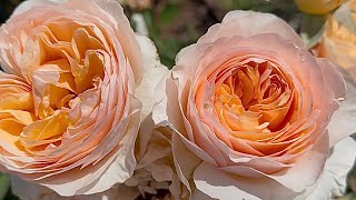 🔴Juliet Rose (David Austin Roses) ~ Romantic Rose