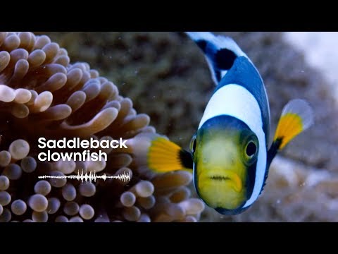 Fish Sounds: Do fish talk to each other? | Earth Unplugged | Safe ...