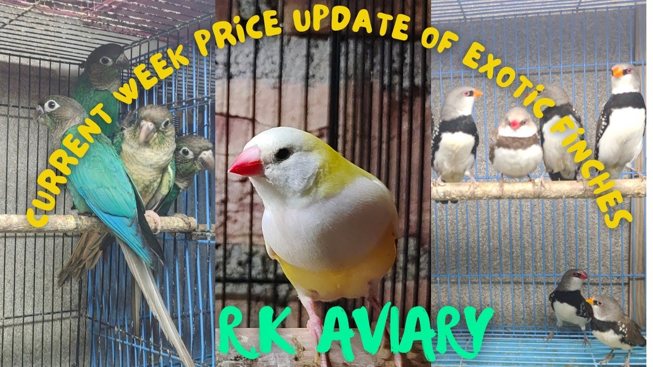 Price update of exotic finches || Weekly stock update || conure, Love ...