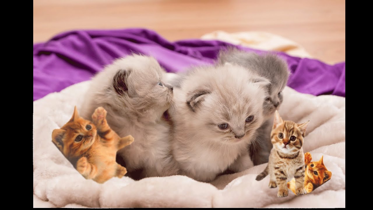 Gatitos Bebes Tiernos / Baby Sweet Cats - YouTube