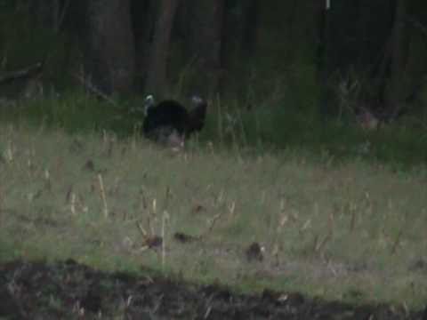 Primos "Power Crystal" Turkey hunting. - YouTube