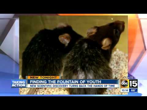 How Can Telomerase Enzyme Reverse The Aging Process? - YouTube