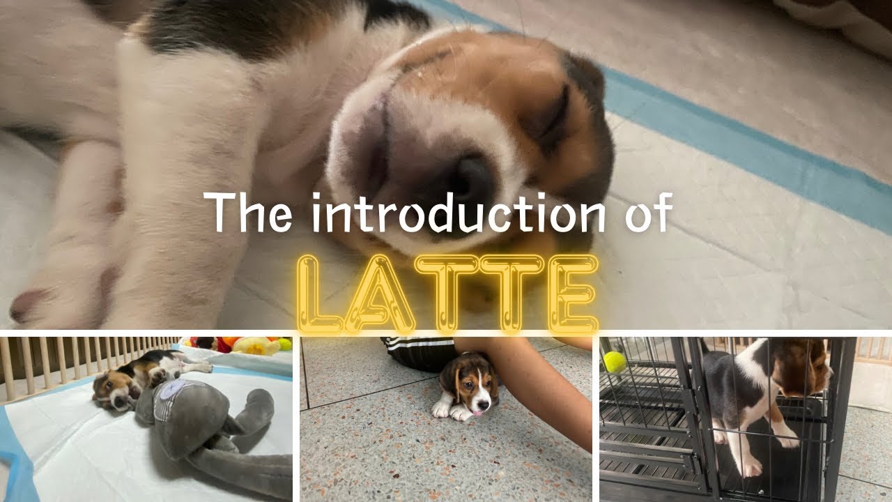 Our new pet… - YouTube