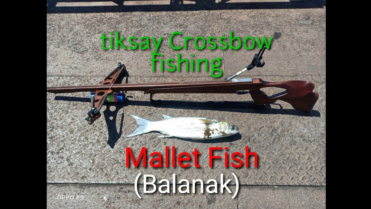 Ep. 14 TIKSAY CROSSBOW FISHING | MULLET FISH(BALANAK) - YouTube