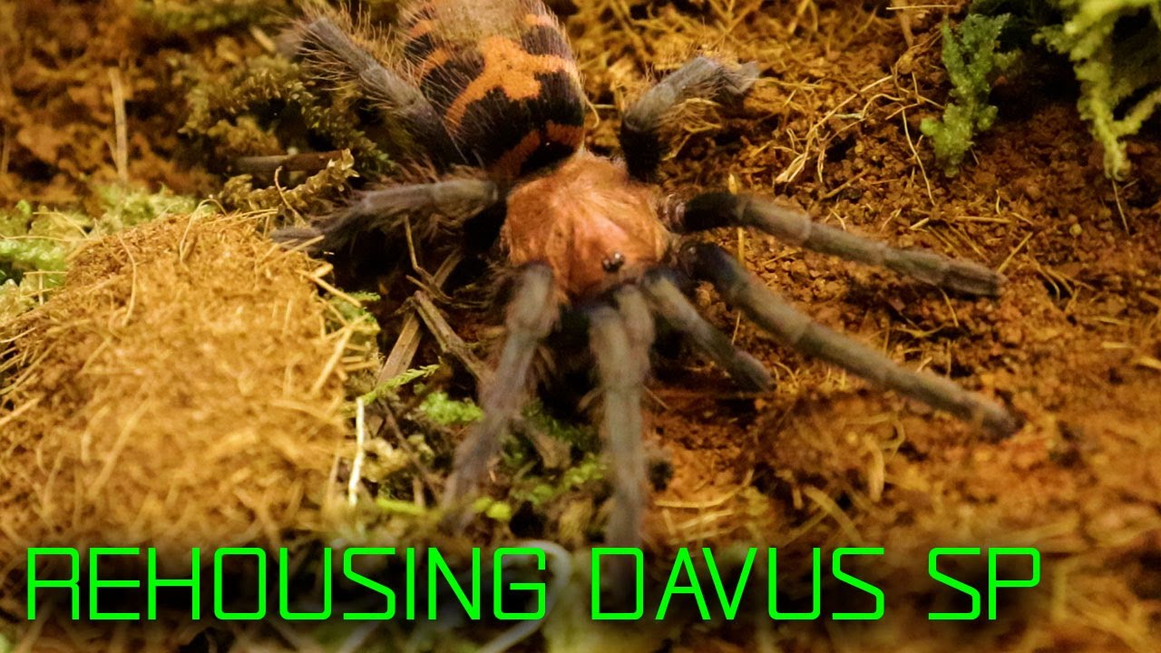 Tarantula Tigre Da Terra