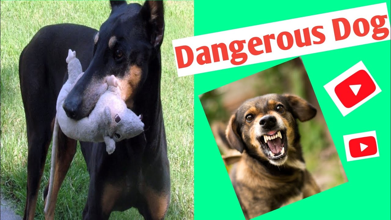 Doge bite a rat.#subscribe #tranding #virel - YouTube