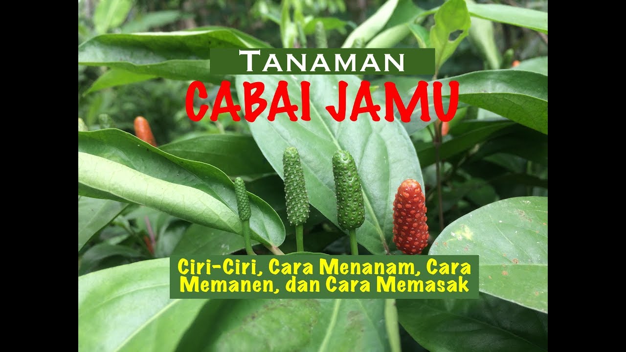 Tanaman Cabai Jamu Cabai jawa - YouTube
