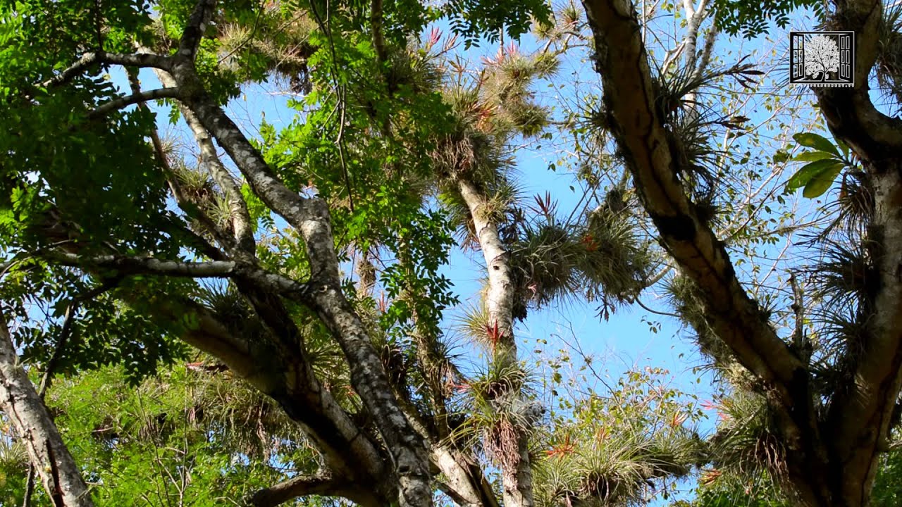 "Beautiful Semitropical Tree" by Beautifulscenery TV - a relaxing ...