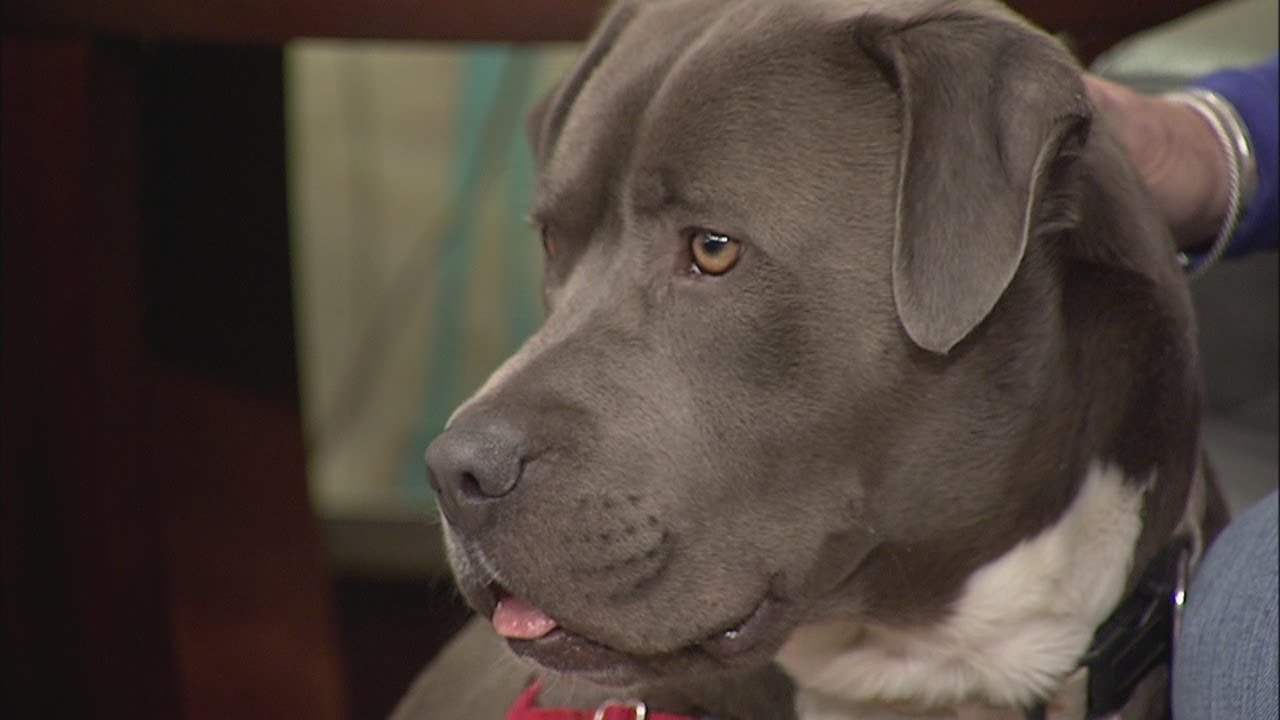 Tailwagger of the Week - YouTube