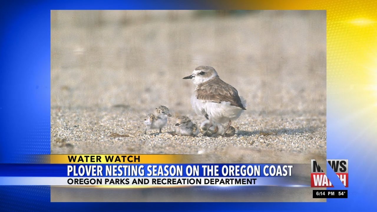Plover nesting season starts on the Oregon coast - YouTube