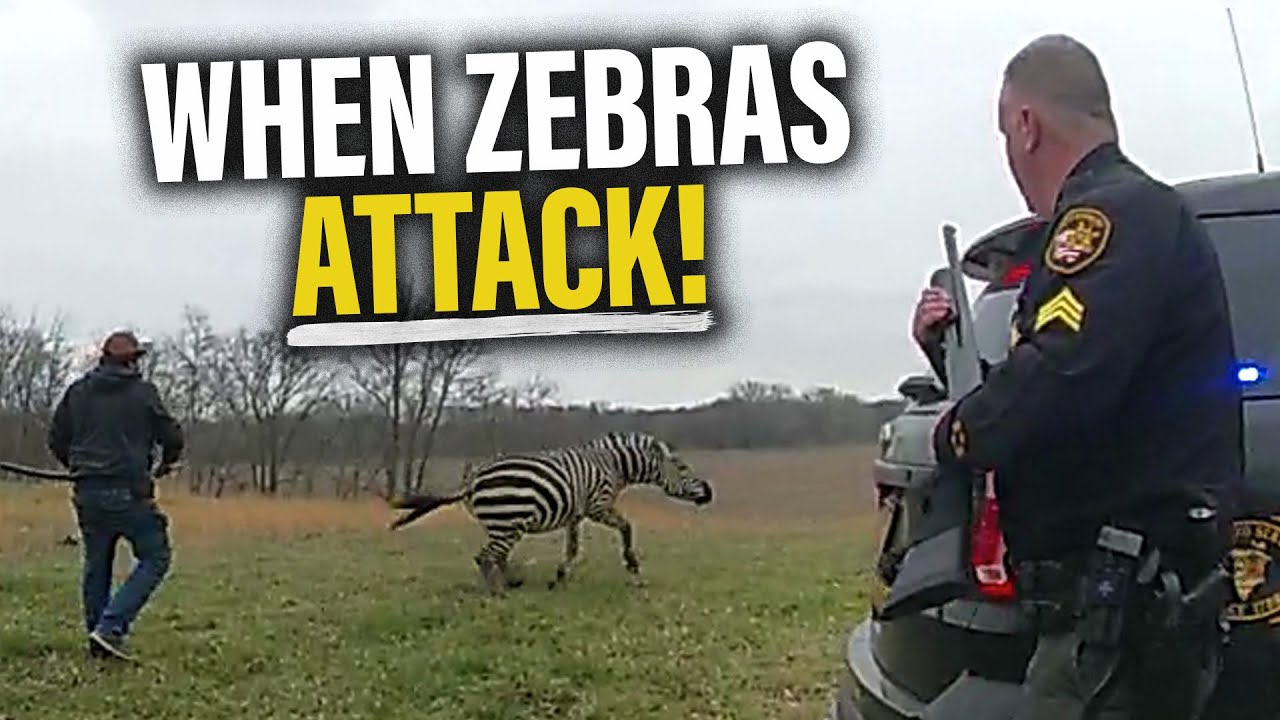 Wild Zebra Almost Bites Man’s Arm Off | Pat Gray - YouTube