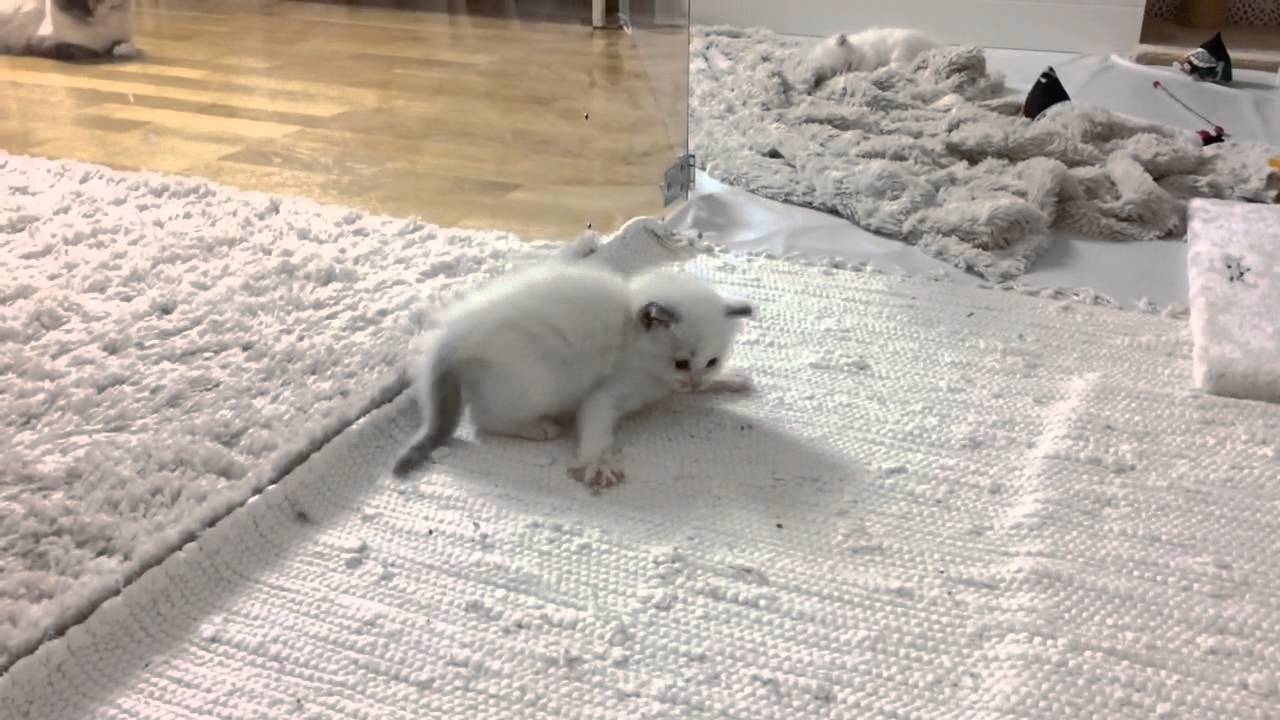 Funny ragdoll kitten playing - YouTube