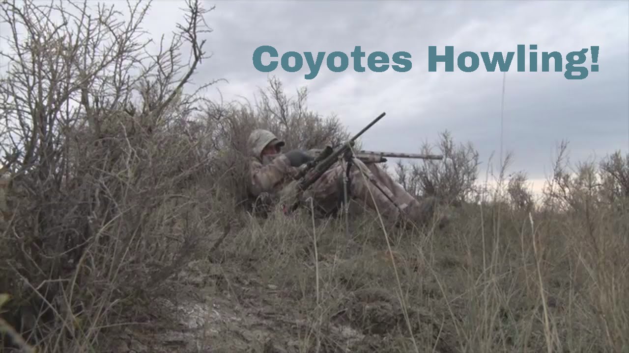 Howling Coyotes! 42 Yard Shotgun Shot! - YouTube