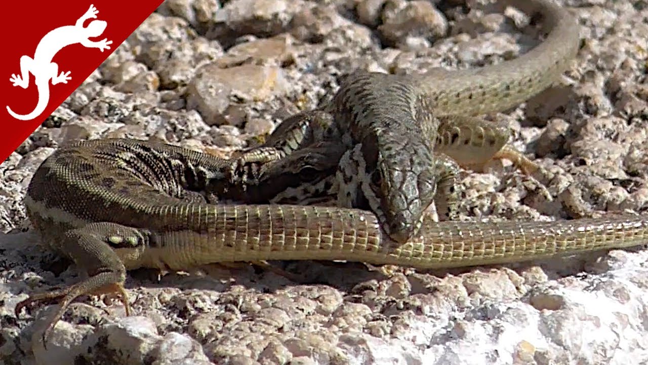 Lizards Fighting Each Other - Podarcis erhardii - YouTube