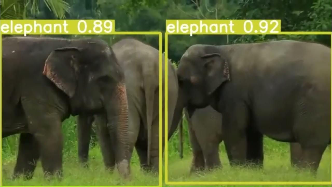 Animal Species Detection - YouTube