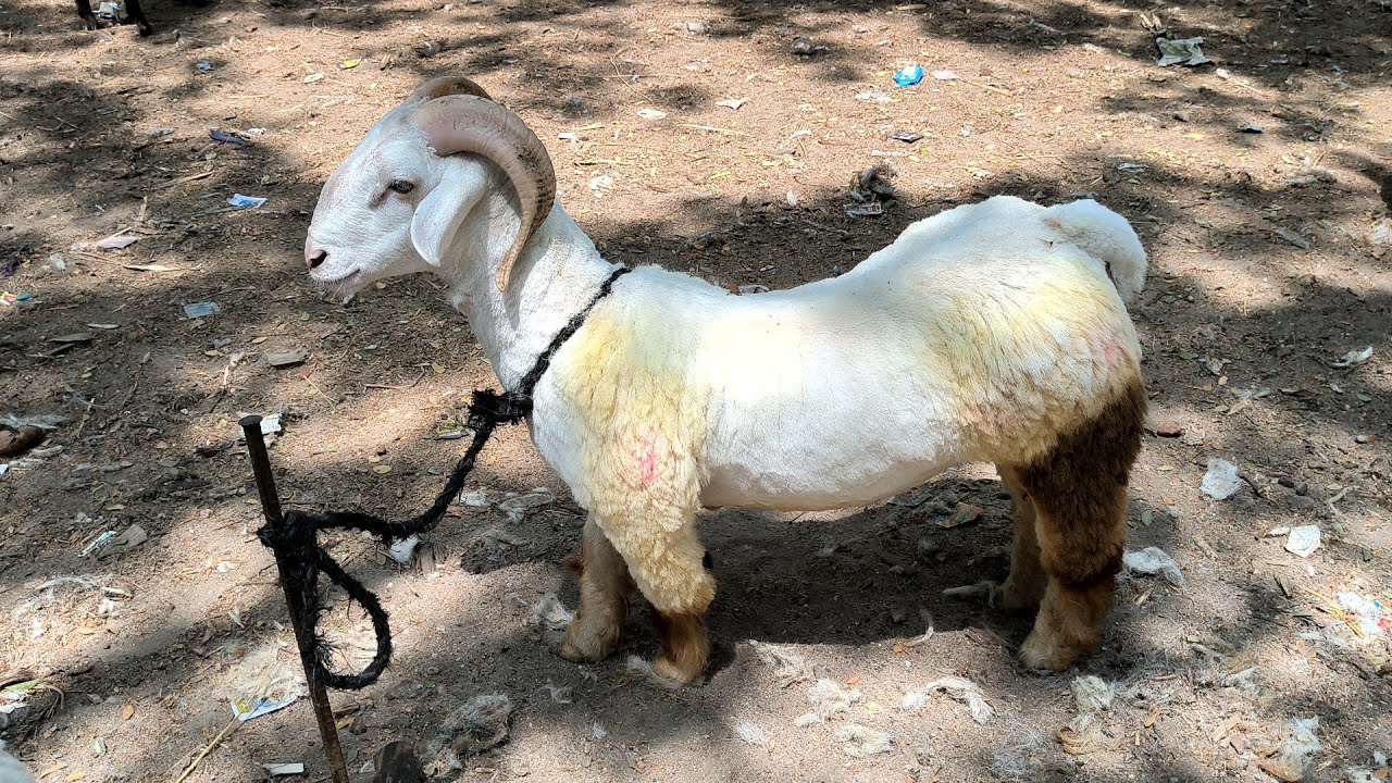 Malavalli Bannur Sheep Market Cheap Price 😱 - YouTube