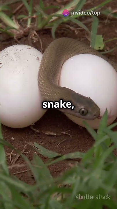 Secrets of the World's Smallest Snake|| #naturedocumentary - YouTube