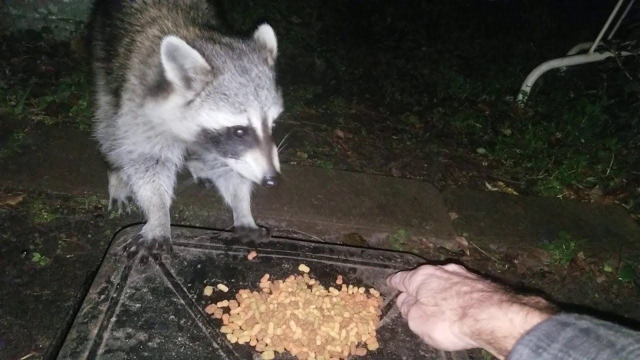 Raccoon "Skinny" Very Hungry - YouTube