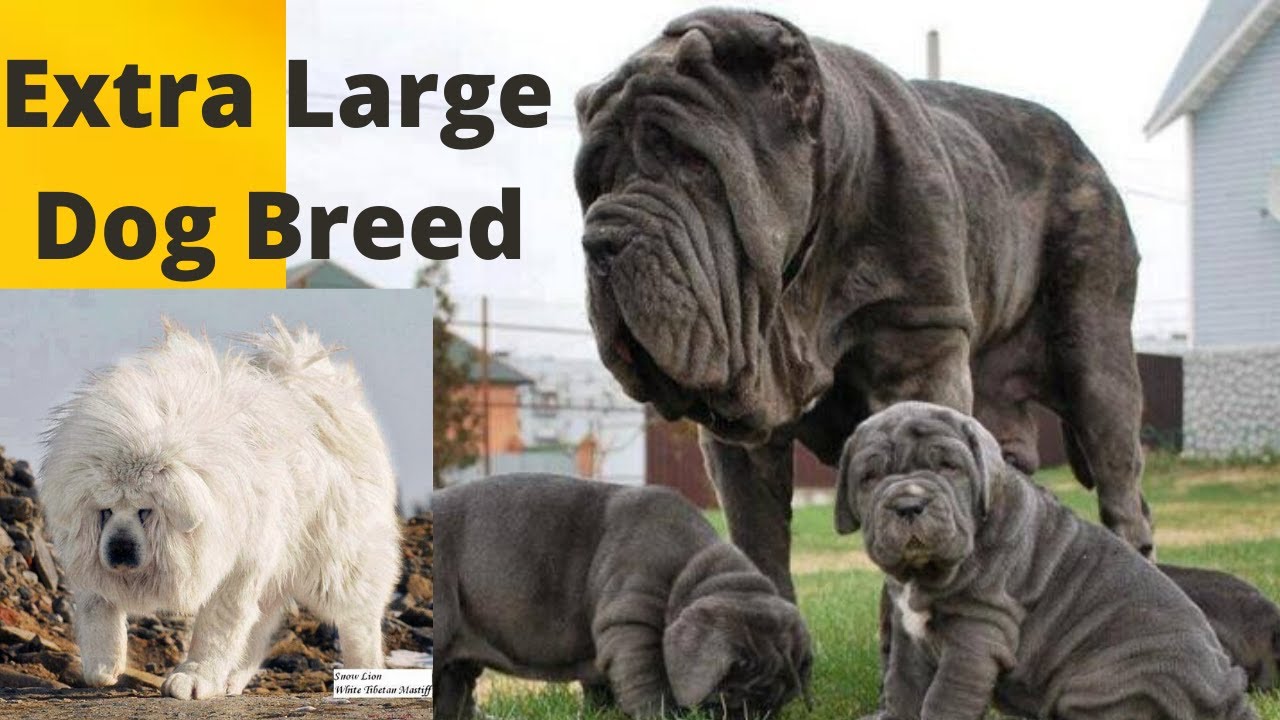 Tallest Dog Breed In The World 2018 Hno at tallest-dog-breed-in-the-world-2018-hno-at