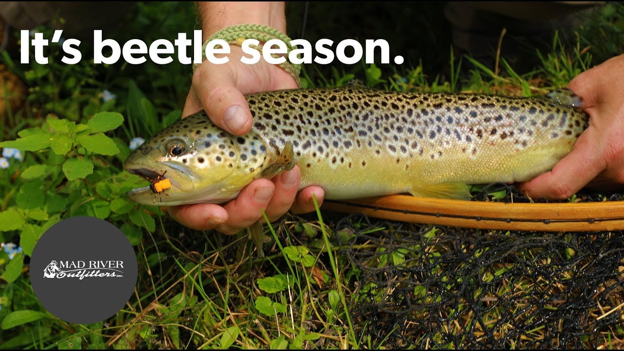It's beetle season. - YouTube