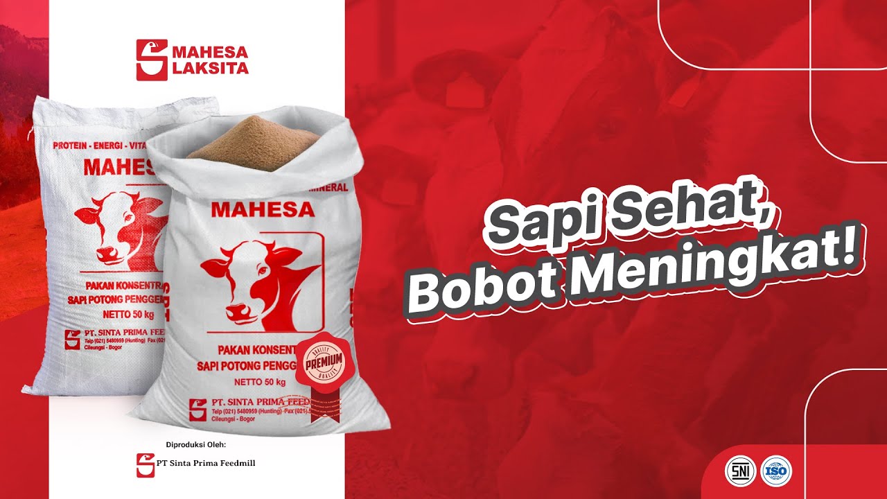 MAHESA - Pakan Sapi Potong Penggemukan Premium - YouTube