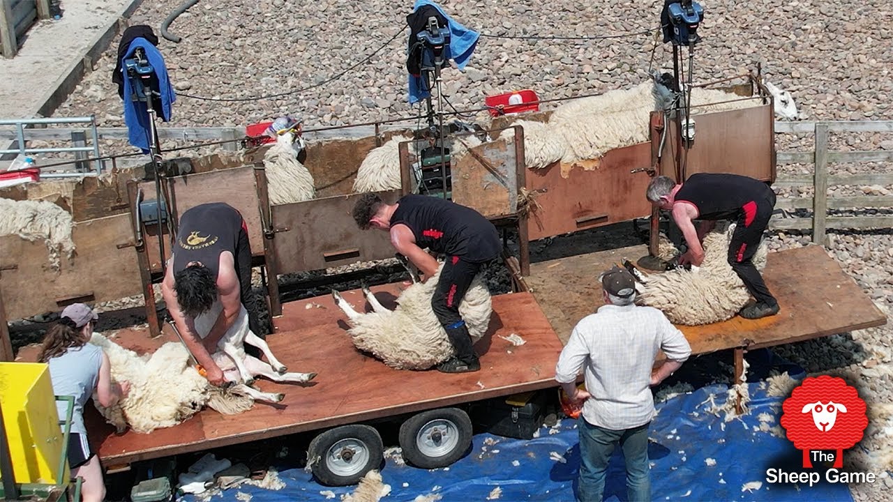 A UK Sheep Shearing Squad in Action | The Sheep Game | The Content Farm