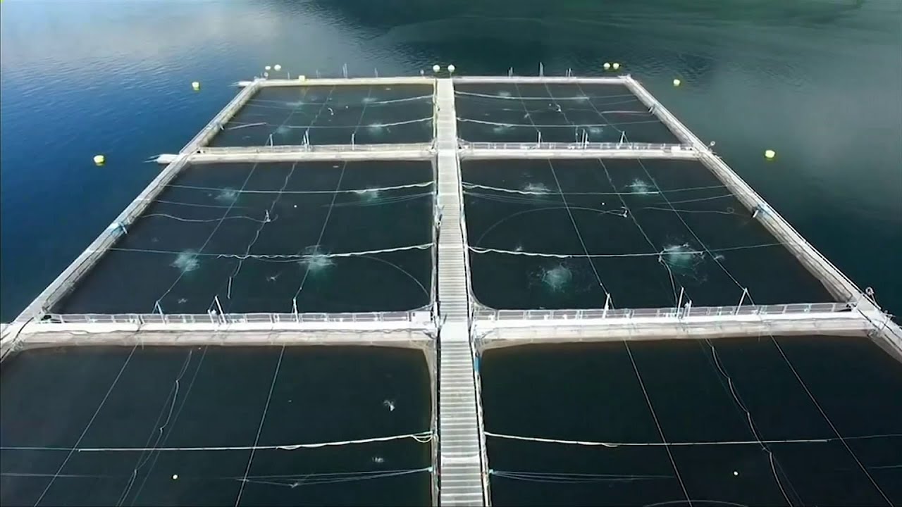 Federal court upholds decision to keep open-net fish farms out of ...