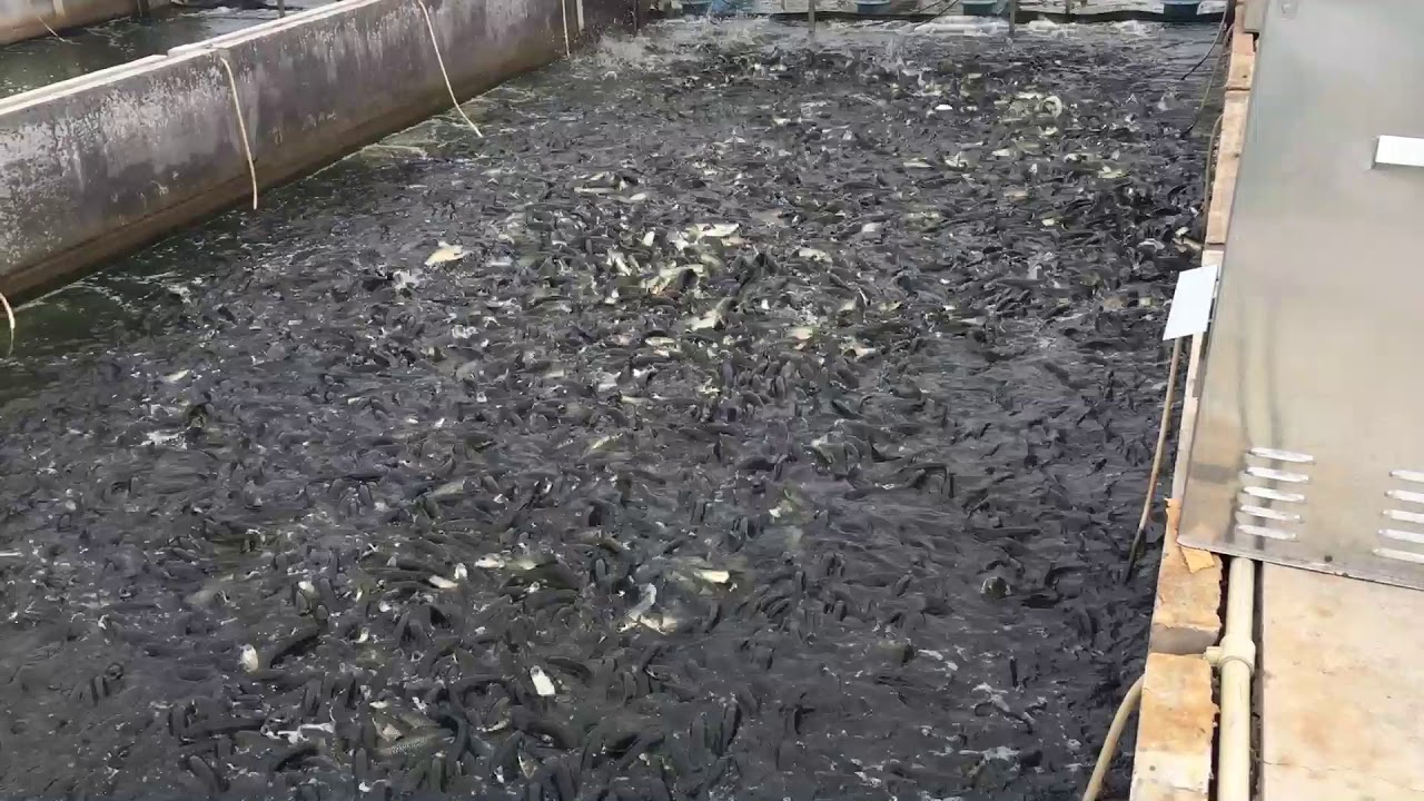 In-pond raceway systems (IPRS) Aquaculture - YouTube