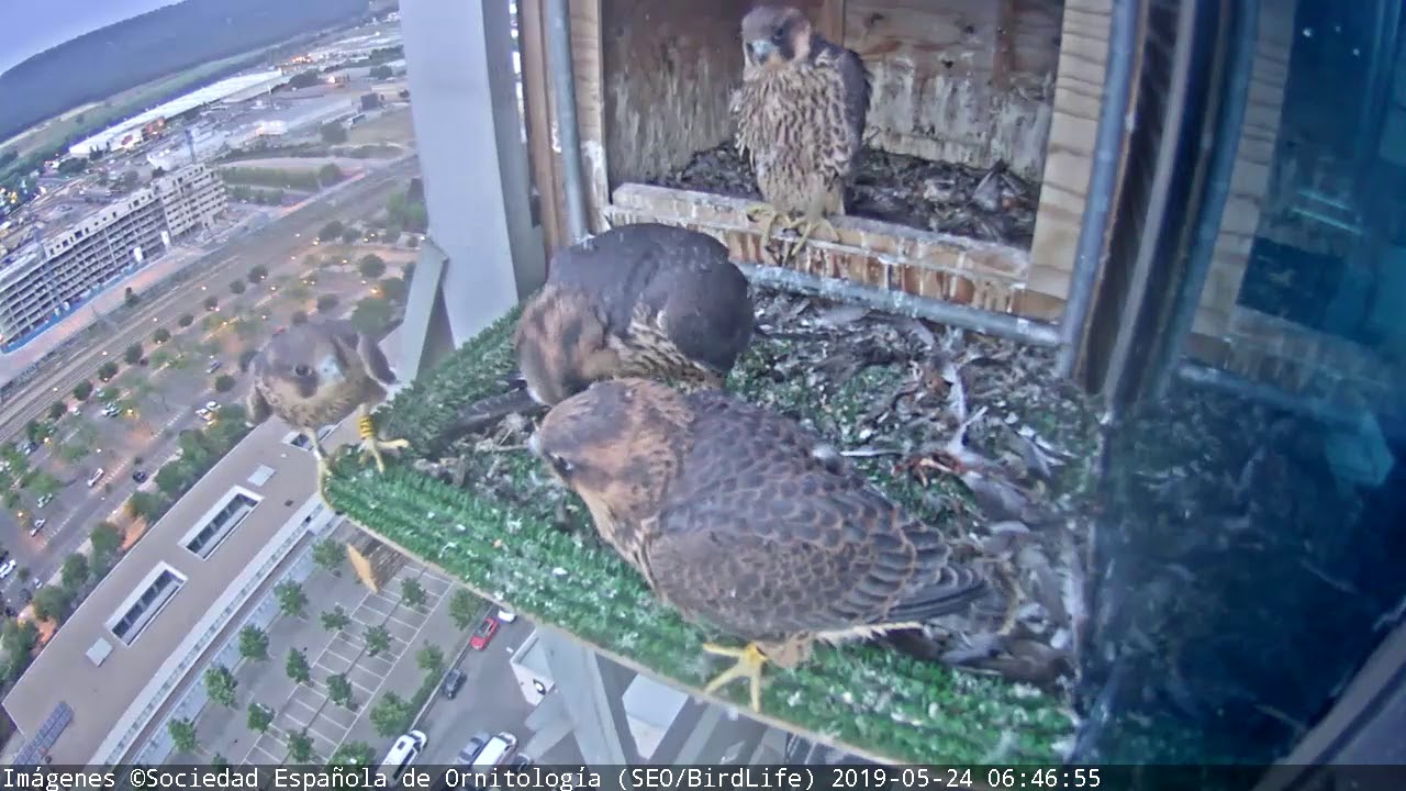 A punto de salir...volando!-Halcón peregrino - Alcalá de Henares - SEO ...