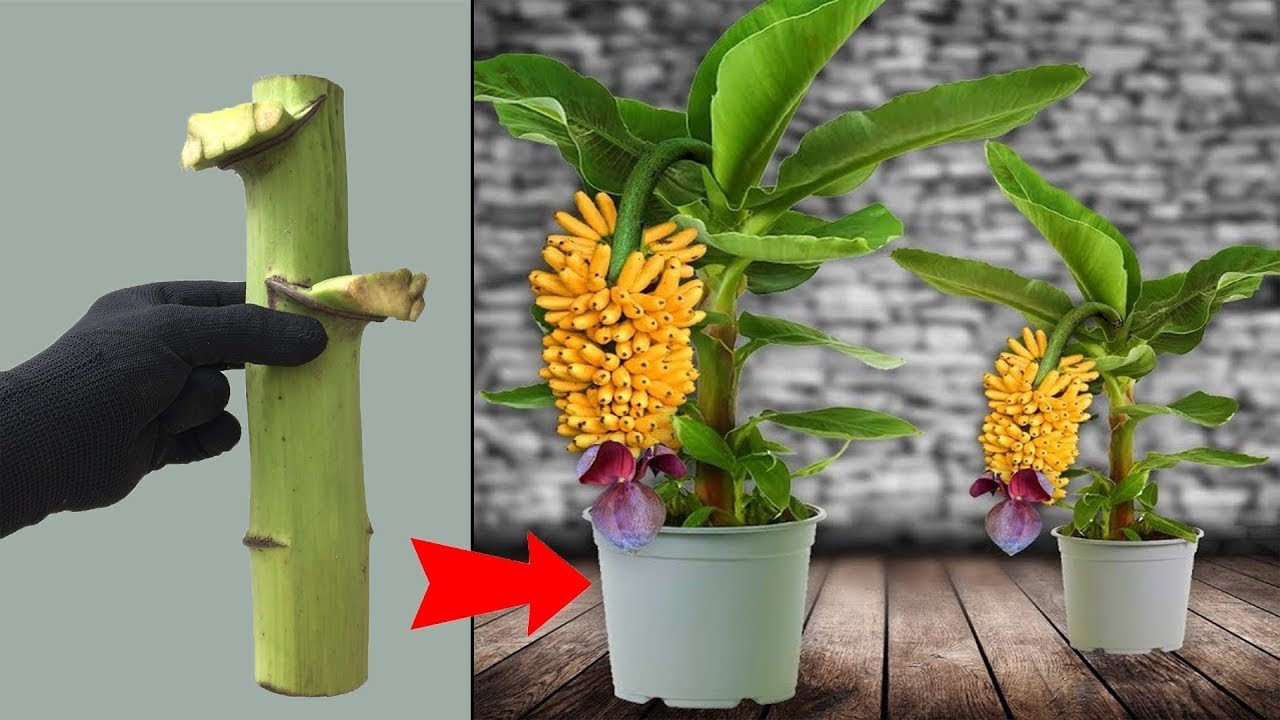 HOW TO PROPAGATE BANANA TREES FROM FRUIT AND BANANA PUPS. - YouTube