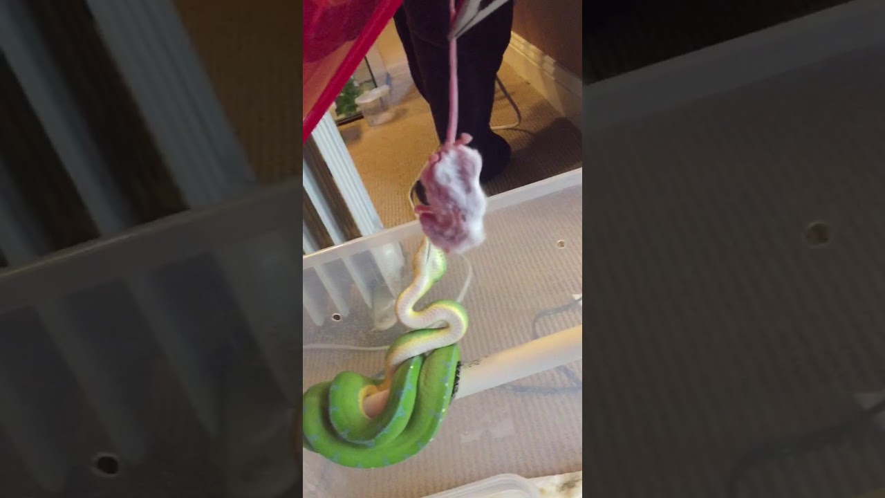Green Tree Python Feeding Youtube 4026