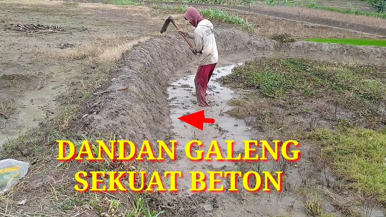 NYANGKUL DANDAN GALENG...!!! GALENG SAWAH SEKUAT BETON - YouTube