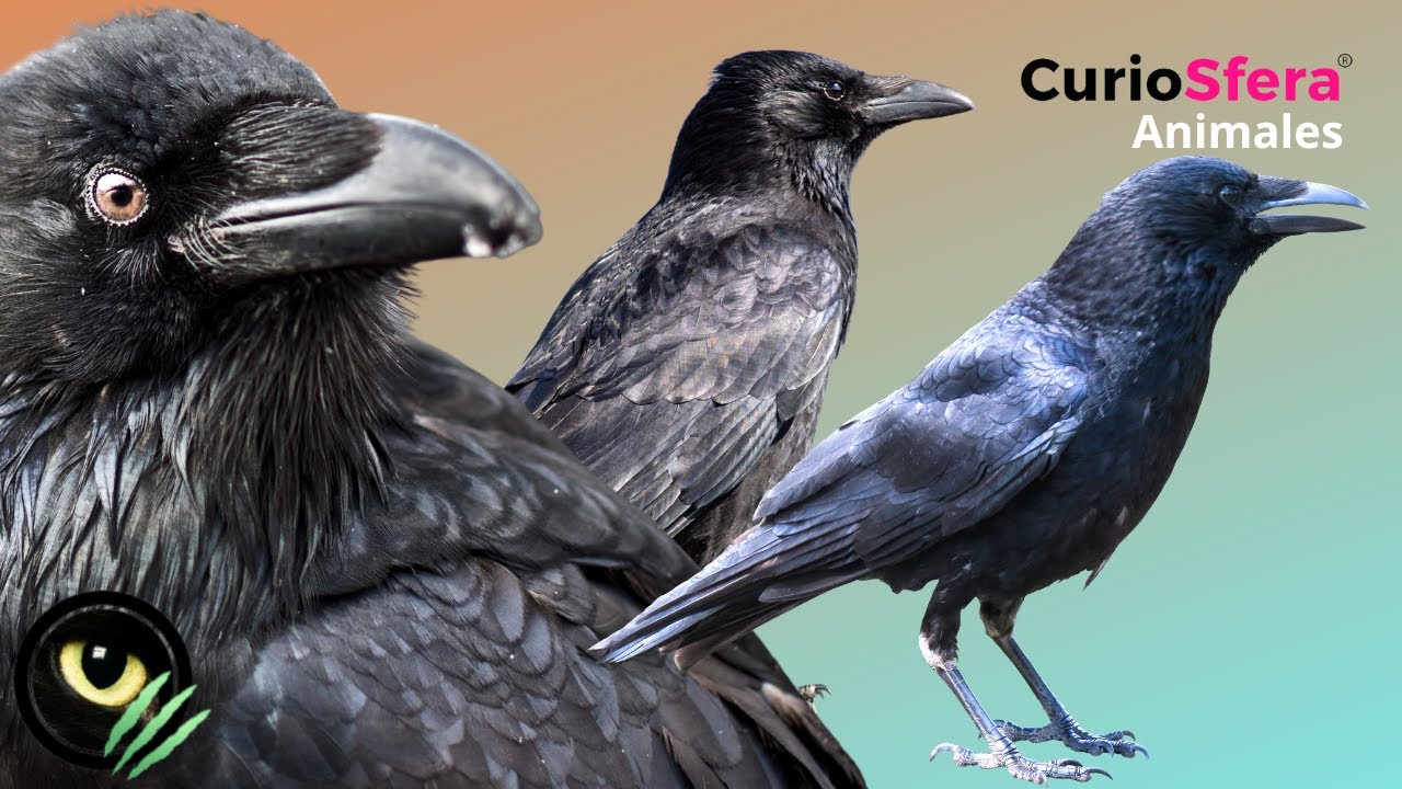 CUERVO 🐦 Características de los Cuervos - YouTube