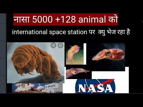 NASA sending 5000+128 animal to international space station||animal ...