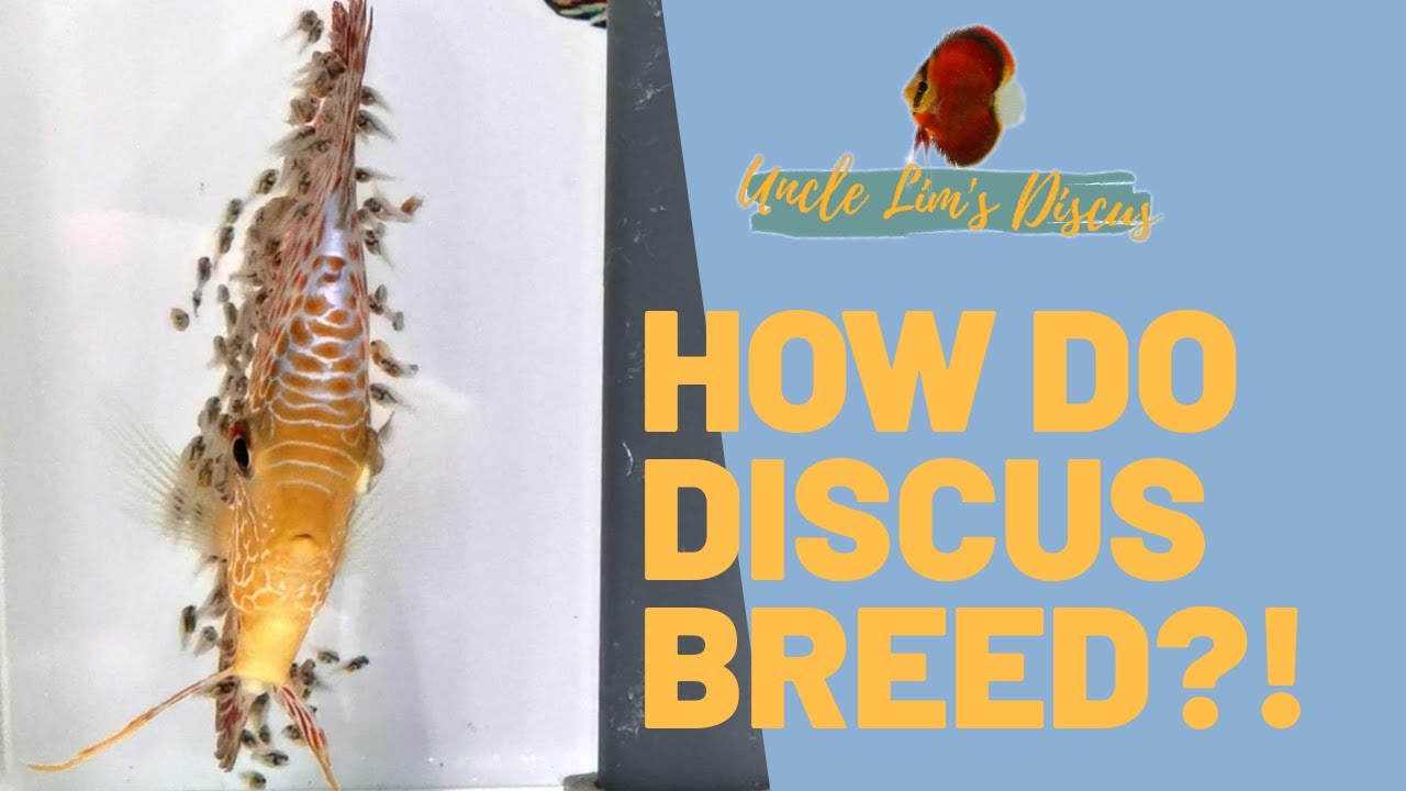 HOW DO DISCUS BREED?! - YouTube