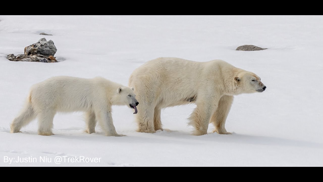 Traveling and Exploring the Arctic with Quark Expeditions in ...