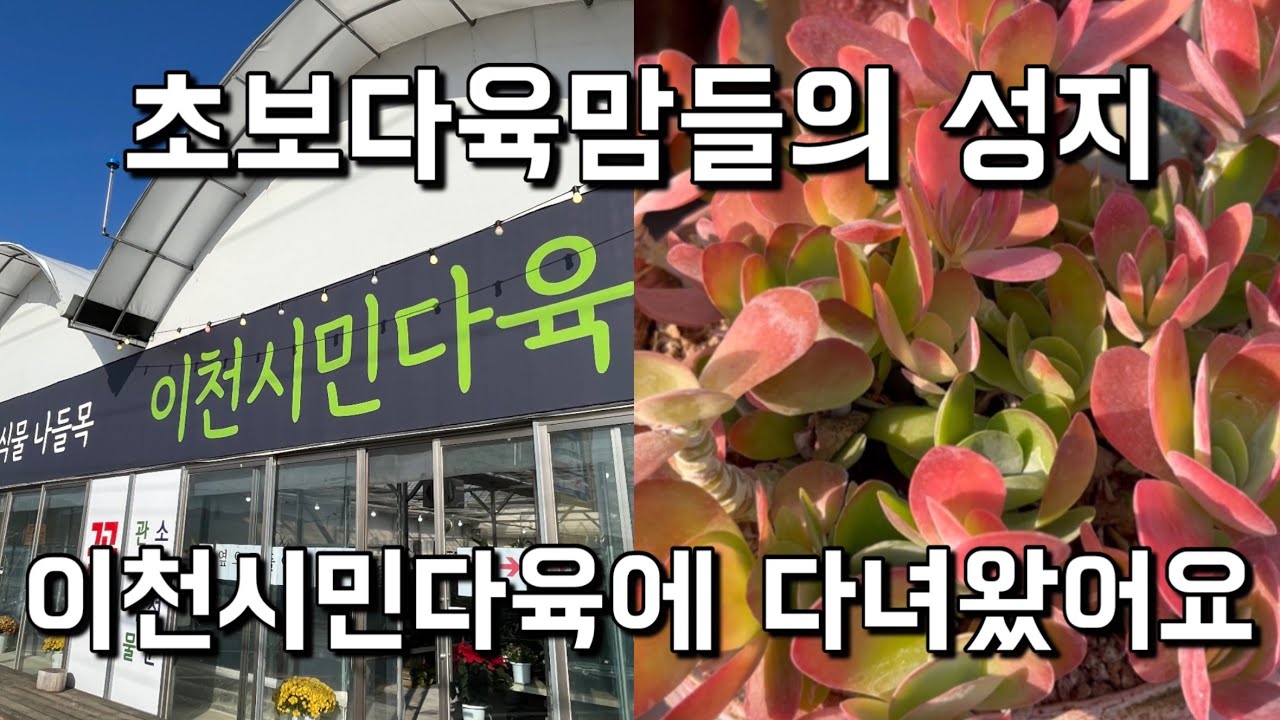 초보다육맘들의 성지 이천시민다육에 다녀왔어요 이천시민다육 착한가격 다육농장투어 다육식물 엄마와 딸 다육tv