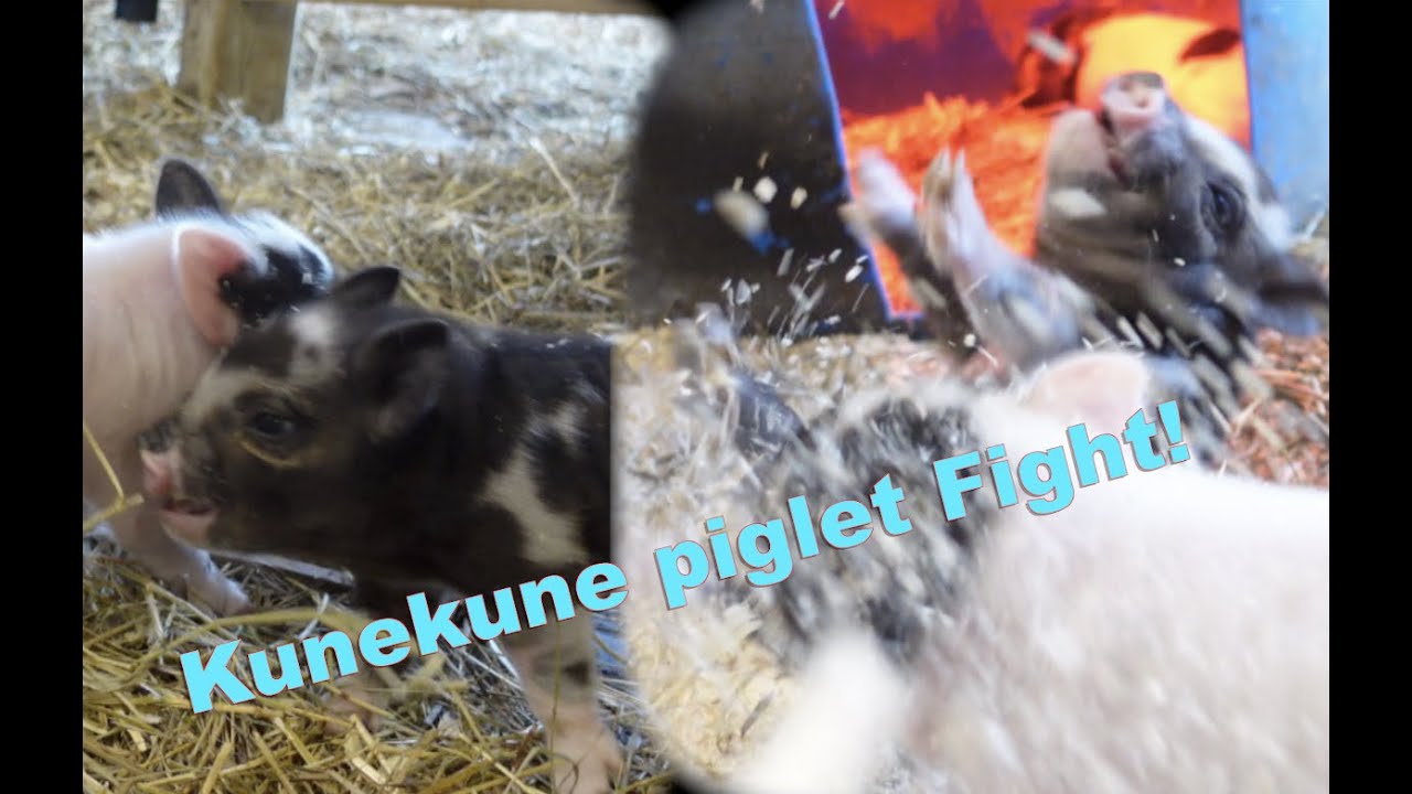 Epic Kunekune Piglet Fight! - YouTube