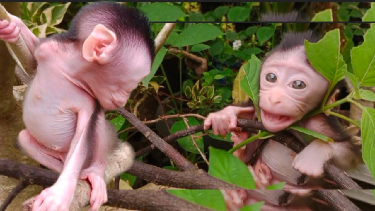baby monkey kiekie; Are your leg muscles 'strong'? - YouTube